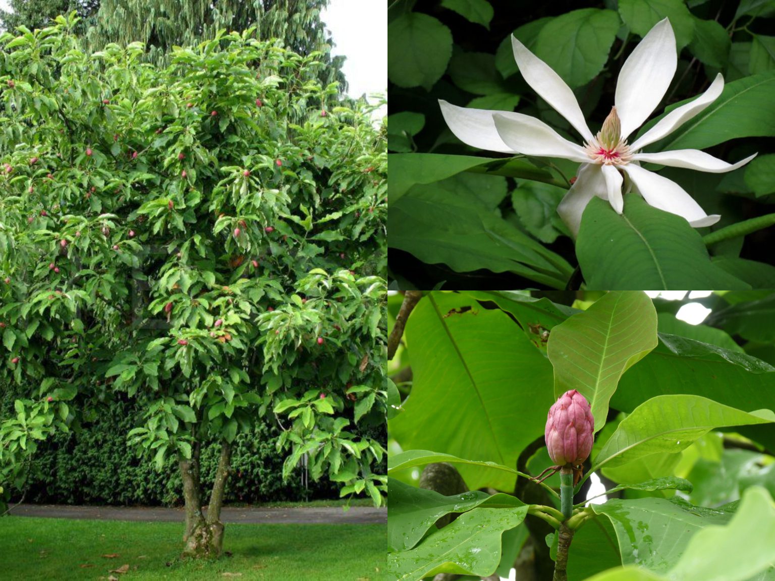 Plantencolumn: Magnolia tripetala - Peppelhoeve.nl